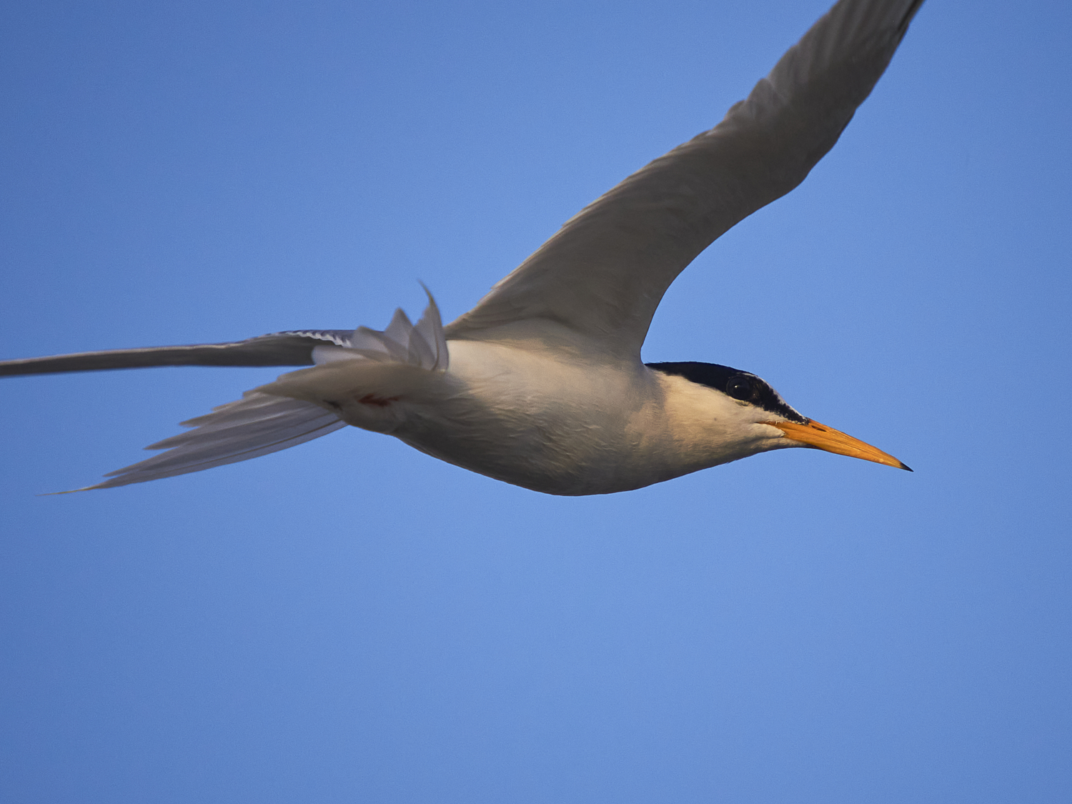 Charrán común (Stema hirundo) | Confederación Española de Fotografía