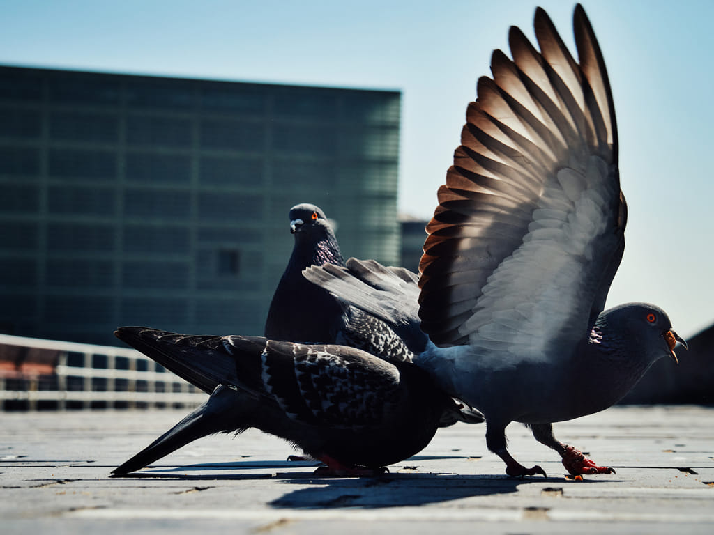 Palomas | Confederación Española de Fotografía