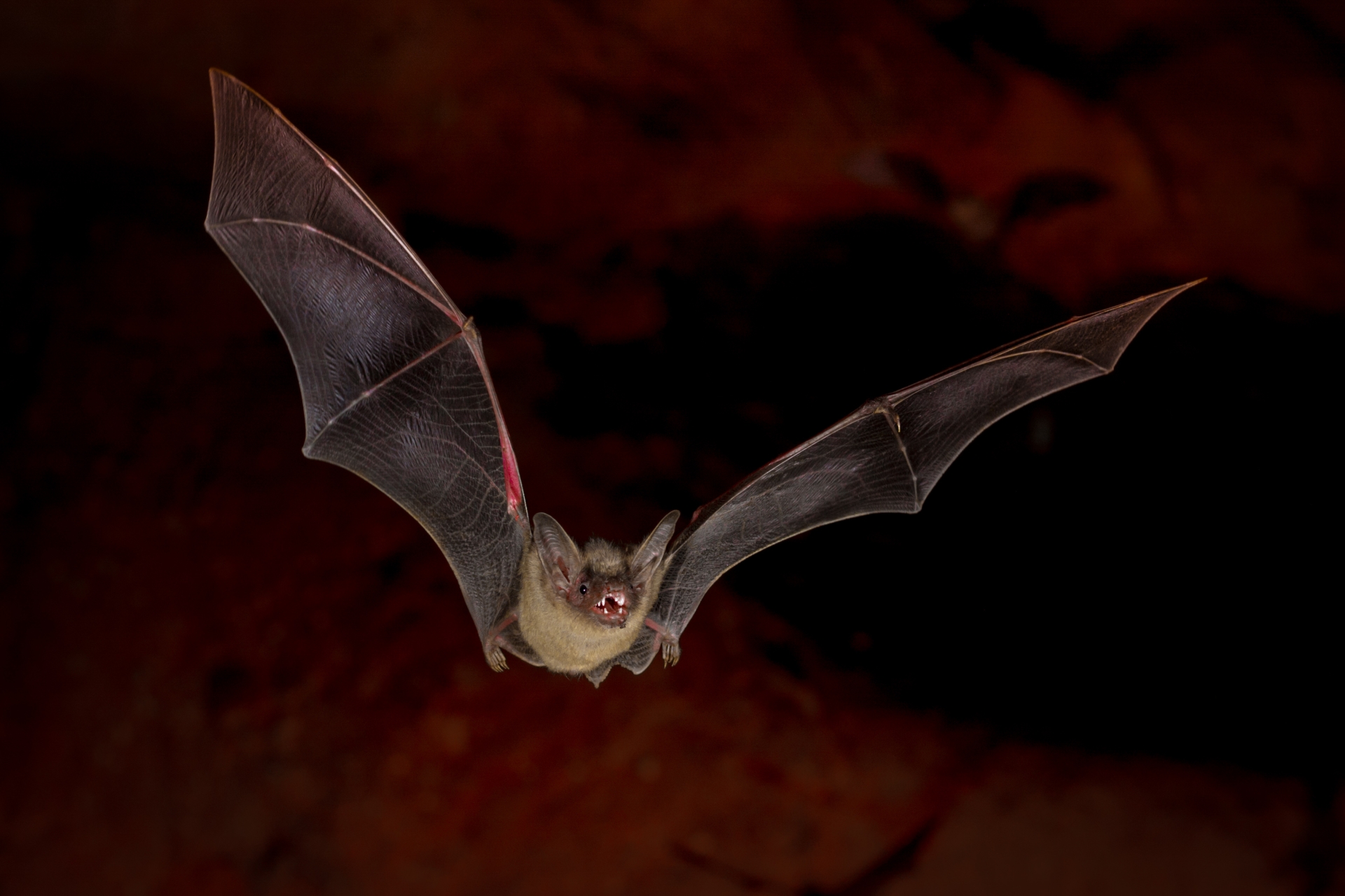 Chiroptera | Confederación Española de Fotografía