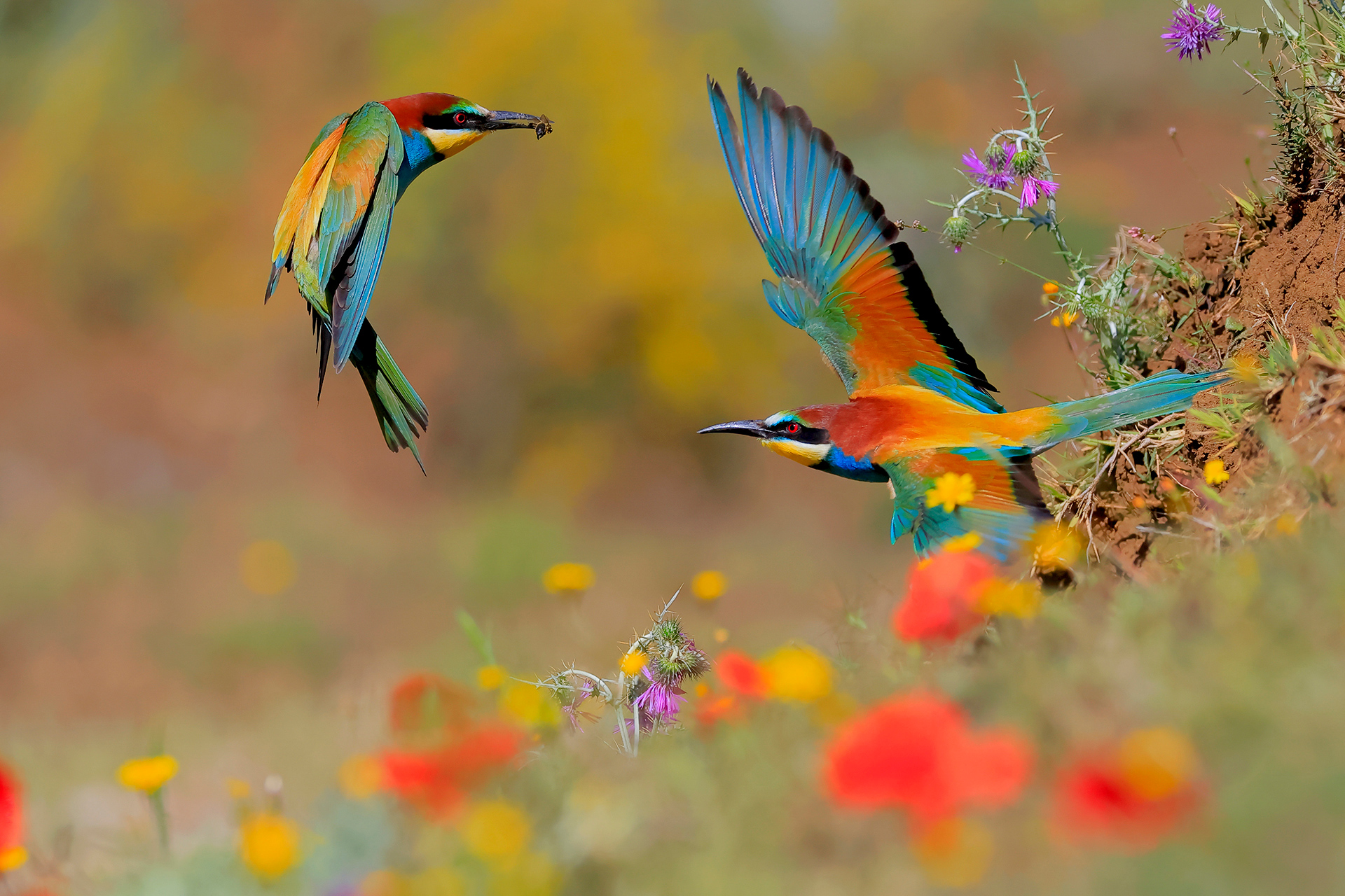Colores de primavera | Confederación Española de Fotografía