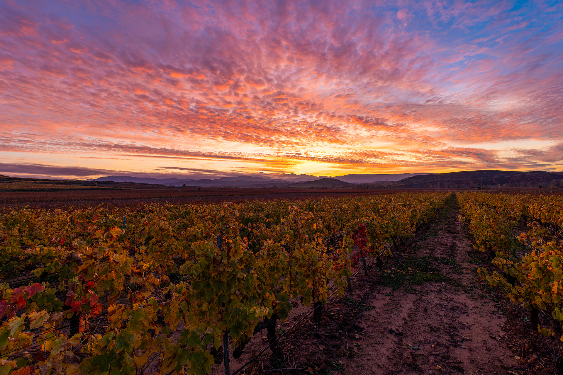Viña Rosa | Confederación Española de Fotografía