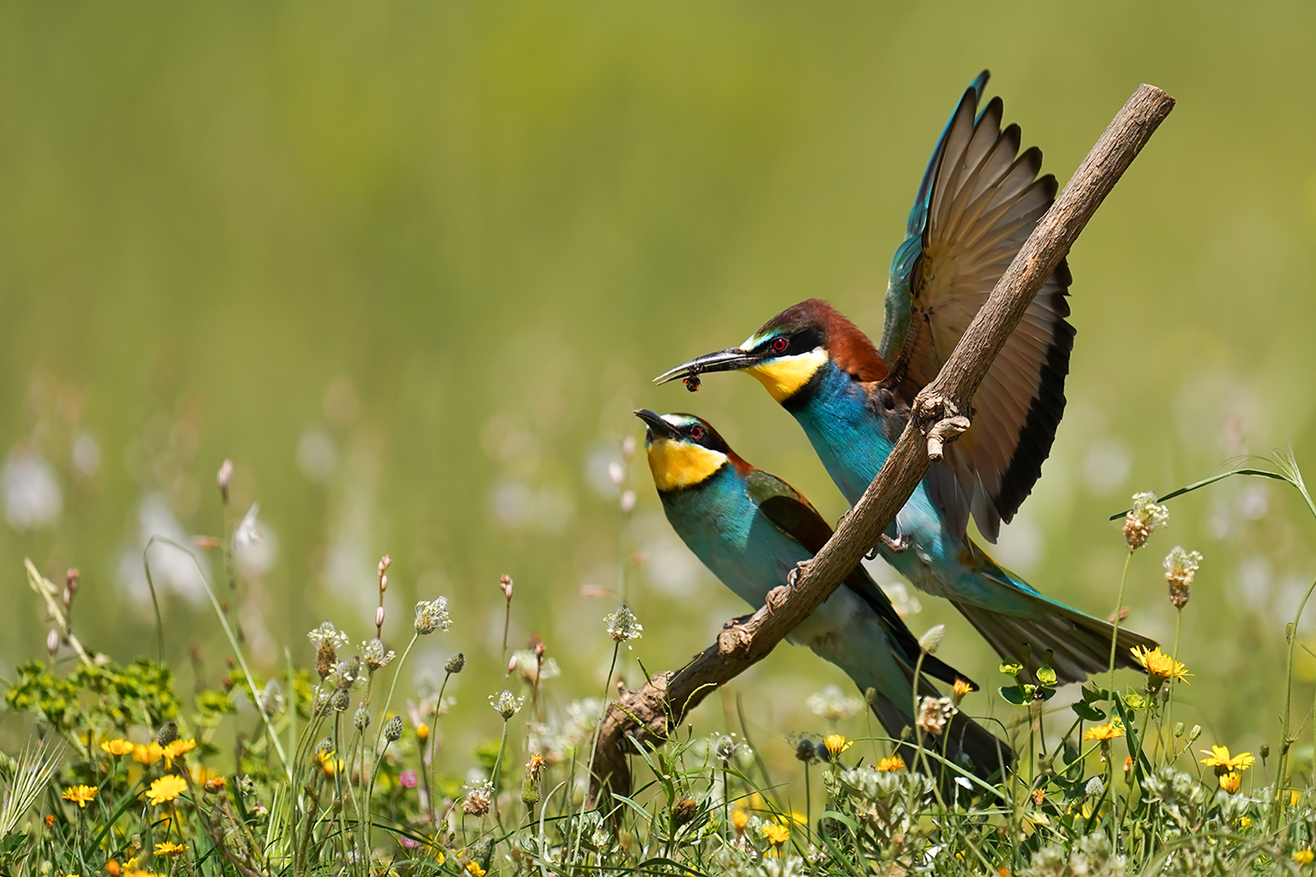 EL CORTEJO | Confederación Española de Fotografía