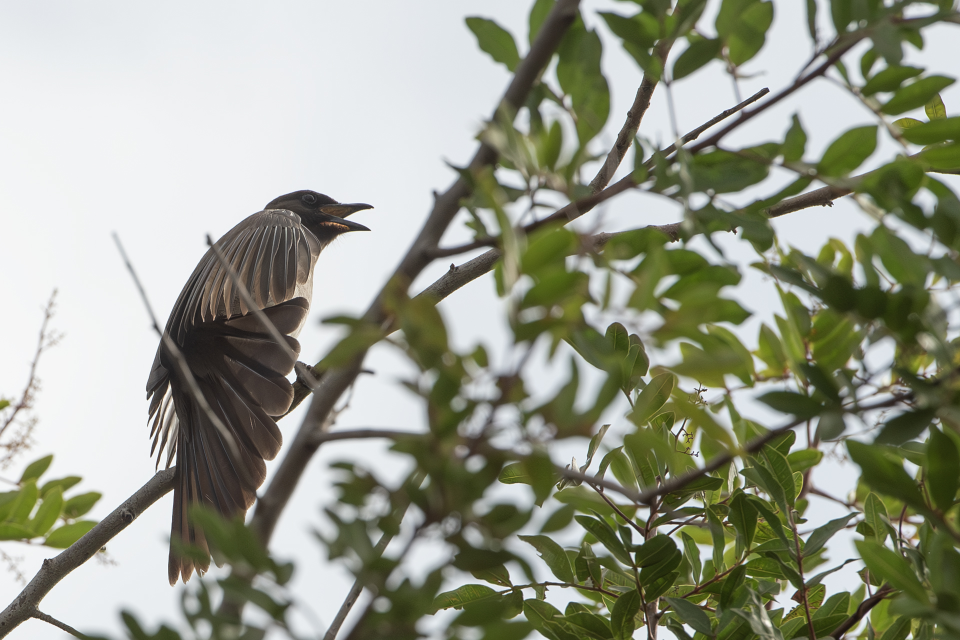 Llamada del Bulbul | Confederación Española de Fotografía