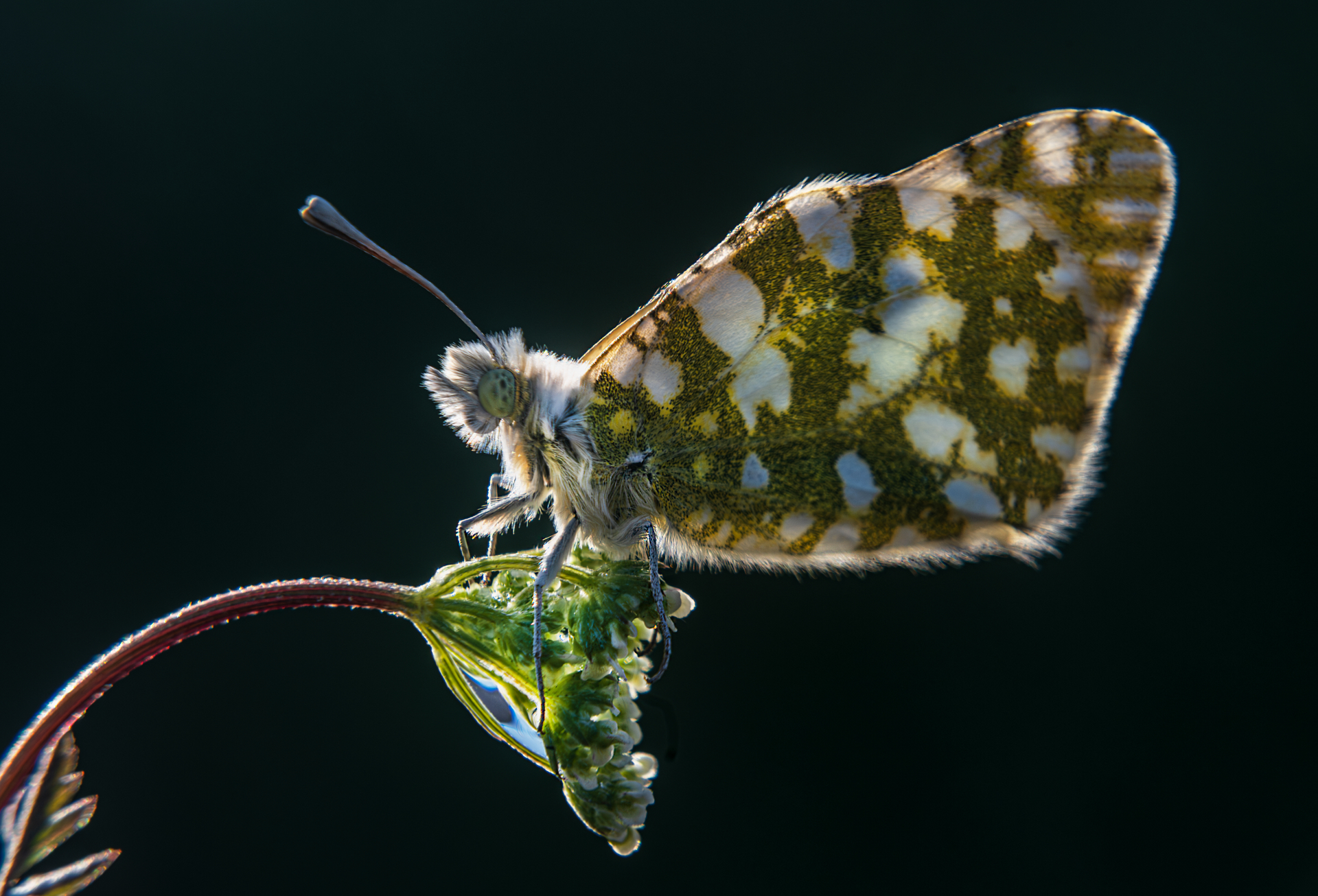 Mariposa a Contraluz | Confederación Española de Fotografía
