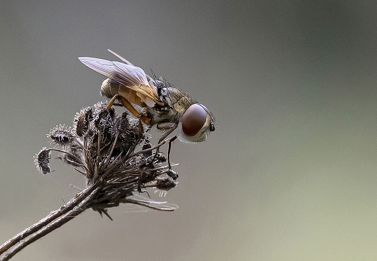 Mosca Comun | Confederación Española de Fotografía