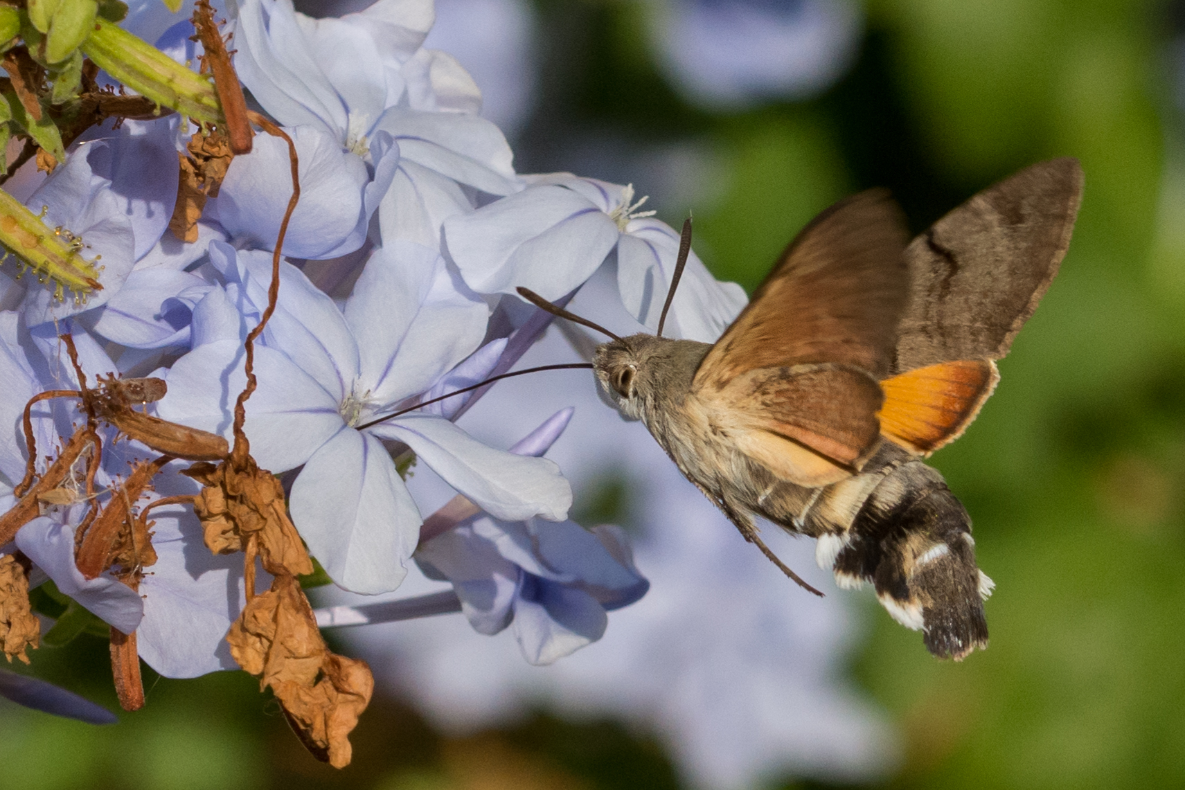 Néctar. Esfinge colibrí | Confederación Española de Fotografía