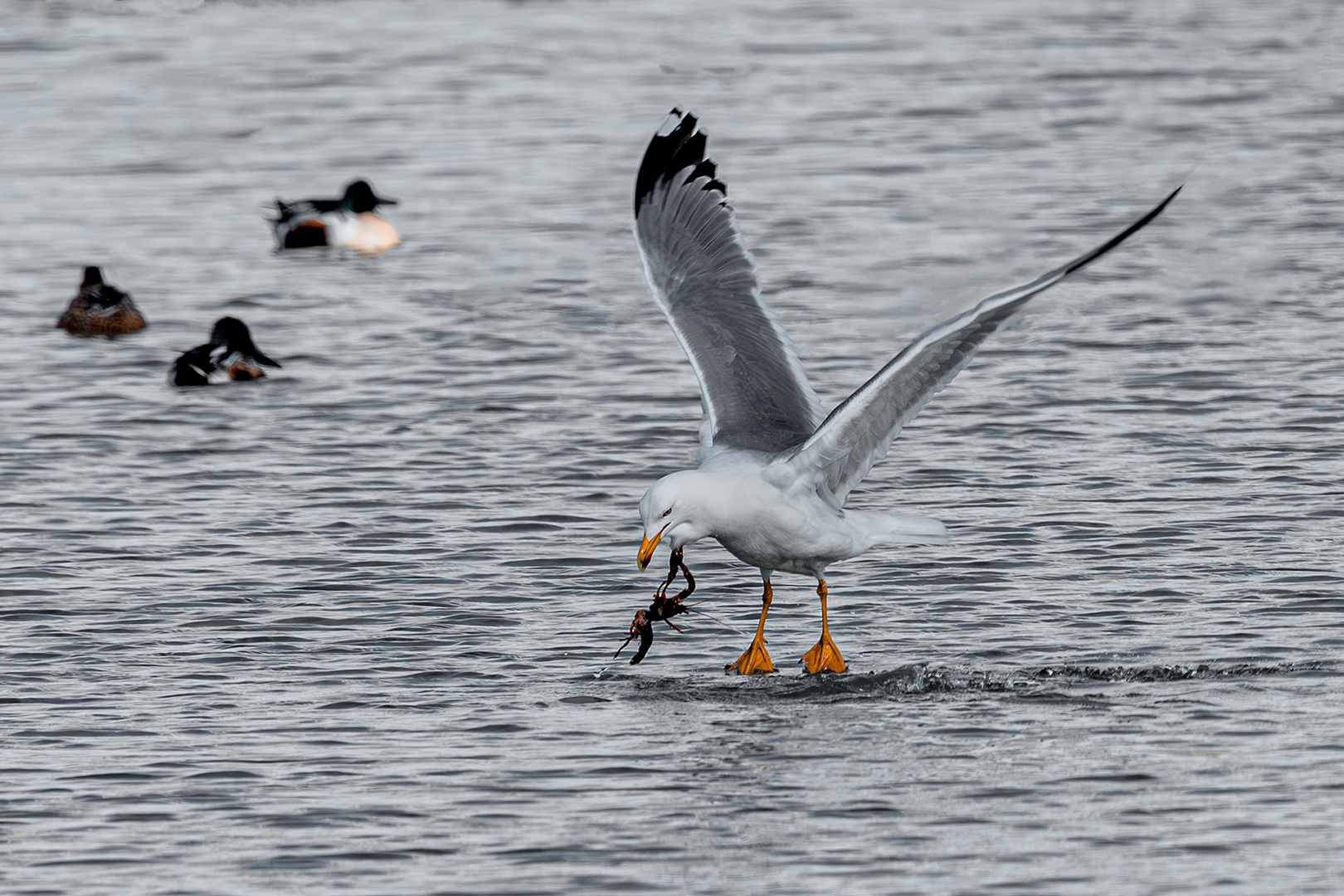 pillat | Confederación Española de Fotografía
