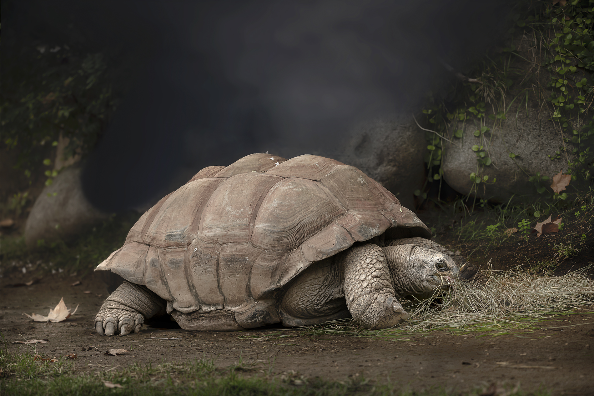 Tortuga | Confederación Española de Fotografía