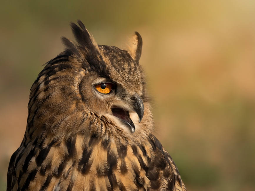 Liga | Confederación Española de Fotografía